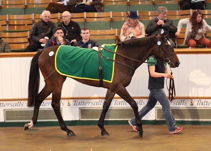 No Nay Never - Horse Profile - BloodHorse