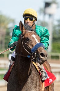 Campaign - Horse Profile - BloodHorse