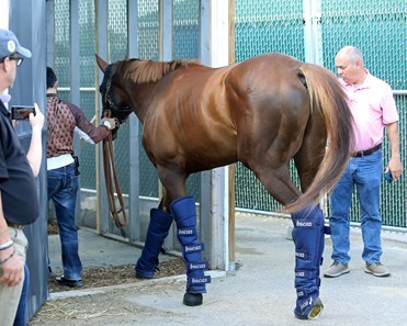 Master Fencer (JPN) - Horse Profile - BloodHorse
