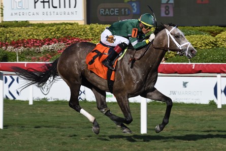 Clint Maroon (GB) - Horse Profile - BloodHorse