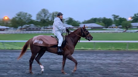 Master Fencer (JPN) - Horse Profile - BloodHorse