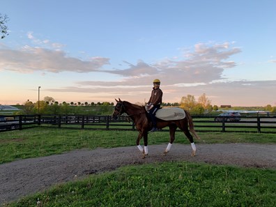 Master Fencer (JPN) - Horse Profile - BloodHorse