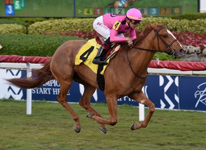 Got Stormy - Horse Profile - BloodHorse