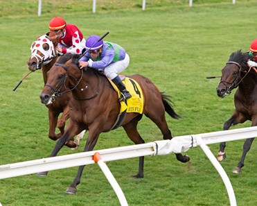 Avie's Flatter - Horse Profile - BloodHorse