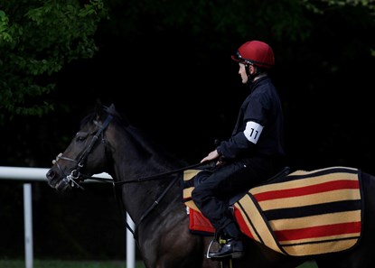 Due Diligence - Horse Profile - BloodHorse