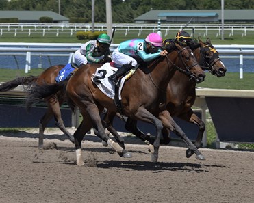 Reiterate - Horse Profile - BloodHorse