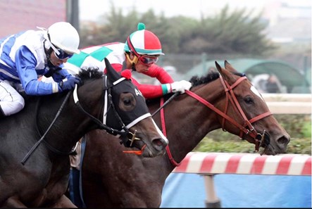 Strong Mandate - Horse Profile - BloodHorse