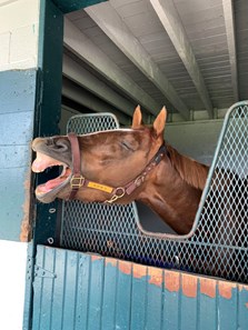 Master Fencer (JPN) - Horse Profile - BloodHorse