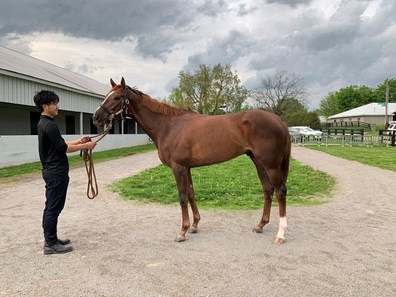 Master Fencer (JPN) - Horse Profile - BloodHorse