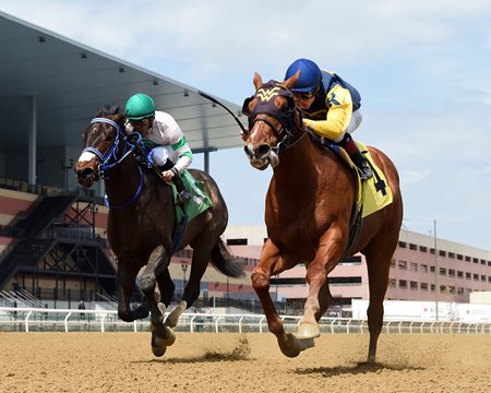 Maven First North American Winner for American Pharoah - BloodHorse