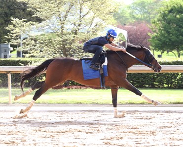 Lookin At Lee - Horse Profile - BloodHorse