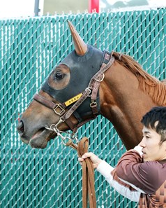 Master Fencer (JPN) - Horse Profile - BloodHorse