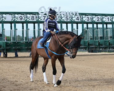 Lookin At Lee - Horse Profile - BloodHorse