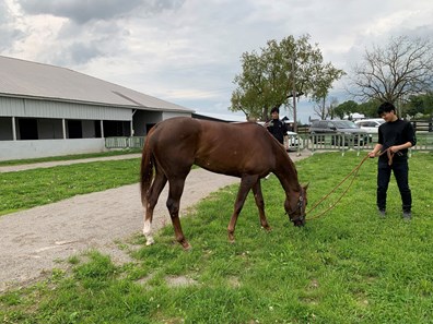 Master Fencer (JPN) - Horse Profile - BloodHorse