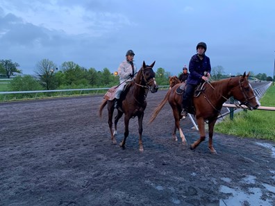 Master Fencer (JPN) - Horse Profile - BloodHorse