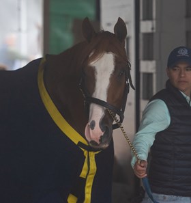 Improbable - Horse Profile - BloodHorse