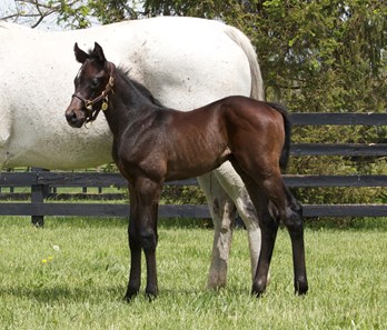 Roadster - Horse Profile - BloodHorse