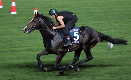 Eminent (IRE) - Horse Profile - BloodHorse