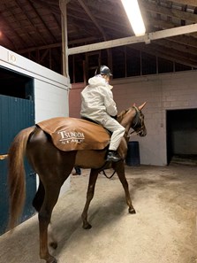 Master Fencer (JPN) - Horse Profile - BloodHorse