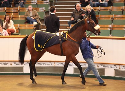 Uncle Mo - Horse Profile - BloodHorse