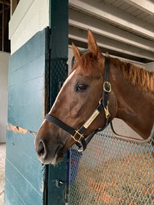 Master Fencer (JPN) - Horse Profile - BloodHorse