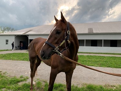 Master Fencer (JPN) - Horse Profile - BloodHorse
