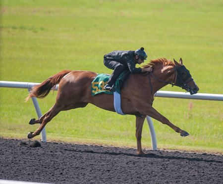 Carpe Diem Filly Fastest in Third Under Tack Session - BloodHorse