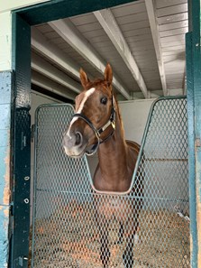 Master Fencer (JPN) - Horse Profile - BloodHorse