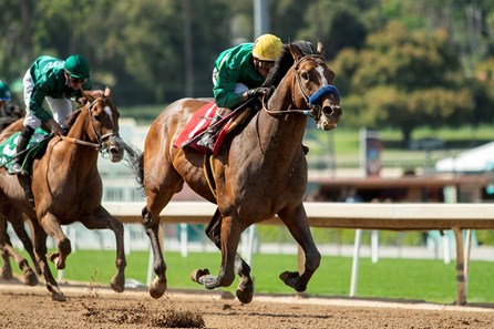 Campaign - Horse Profile - BloodHorse