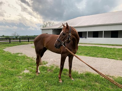Master Fencer (JPN) - Horse Profile - BloodHorse