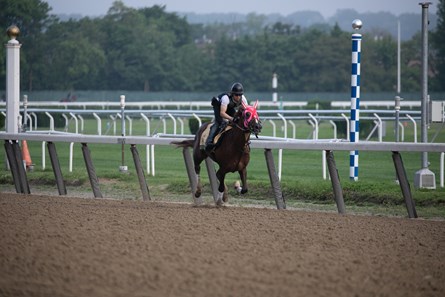Master Fencer (JPN) - Horse Profile - BloodHorse