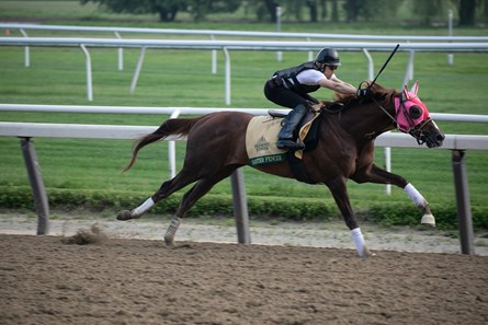 Master Fencer (JPN) - Horse Profile - BloodHorse