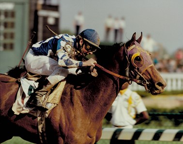 Alysheba - Horse Profile - BloodHorse