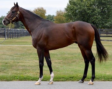 Golden Lad - Horse Profile - BloodHorse