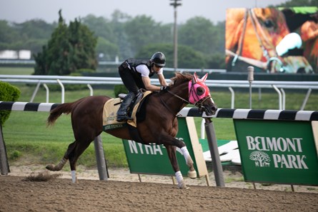 Master Fencer (JPN) - Horse Profile - BloodHorse