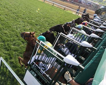 Catholic Boy - Horse Profile - BloodHorse