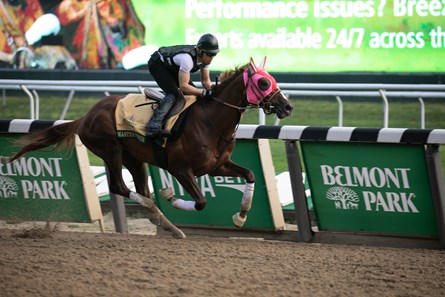 Master Fencer (JPN) - Horse Profile - BloodHorse