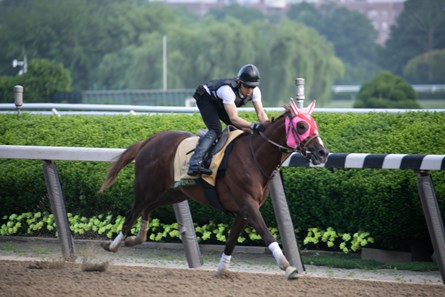 Master Fencer (JPN) - Horse Profile - BloodHorse