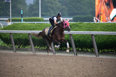 Master Fencer (JPN) - Horse Profile - BloodHorse
