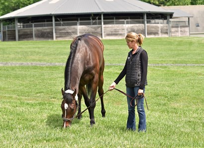 Alwaysmining - Horse Profile - BloodHorse