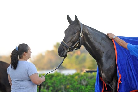 Uncle Mo - Horse Profile - BloodHorse