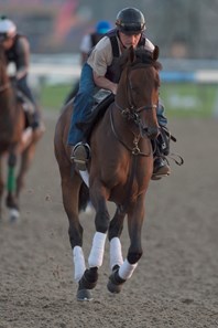 Avie's Flatter - Horse Profile - BloodHorse