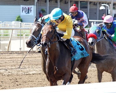 Lady Stella - Horse Profile - BloodHorse