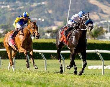 Mikes Tiznow - Horse Profile - BloodHorse