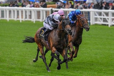 Circus Maximus (IRE) - Horse Profile - BloodHorse