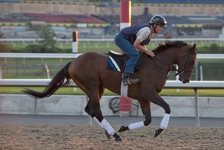 Avie's Flatter - Horse Profile - BloodHorse