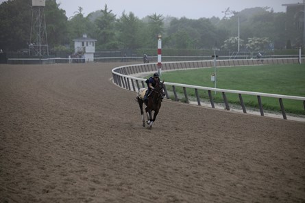 Master Fencer (JPN) - Horse Profile - BloodHorse