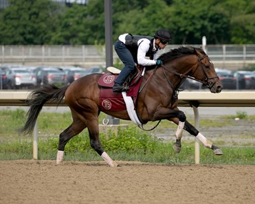 Catholic Boy - Horse Profile - BloodHorse