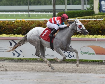 Let's Be Honest - Horse Profile - BloodHorse