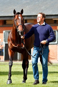 Blue Point (IRE) - Horse Profile - BloodHorse